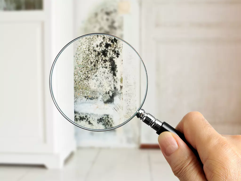 Home | CC Mold Consulting