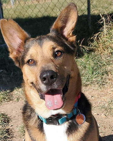 Available Dogs | sweethomedoberman