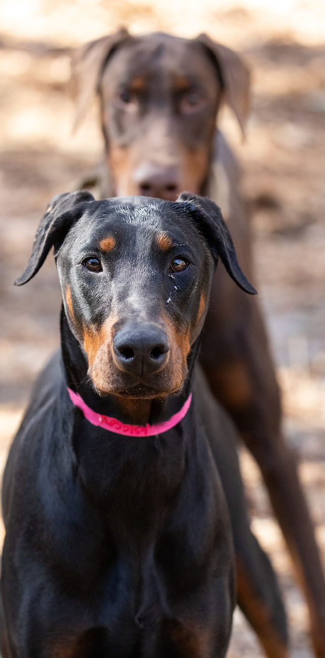 doberman rescue