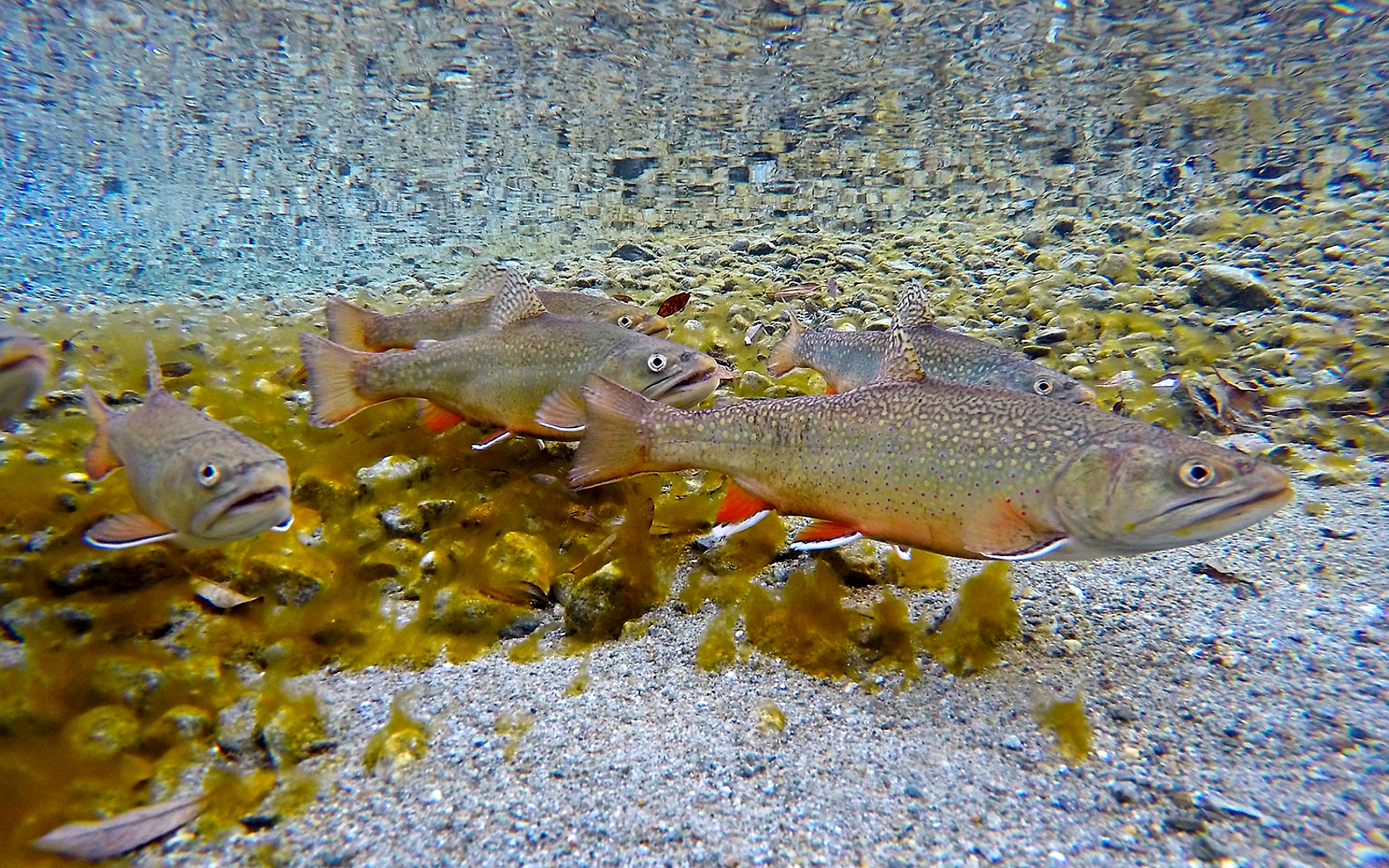 Fishing Swiss Alps / Fly Fishing SwitzerlandFlyfishing | Fishing Swiss