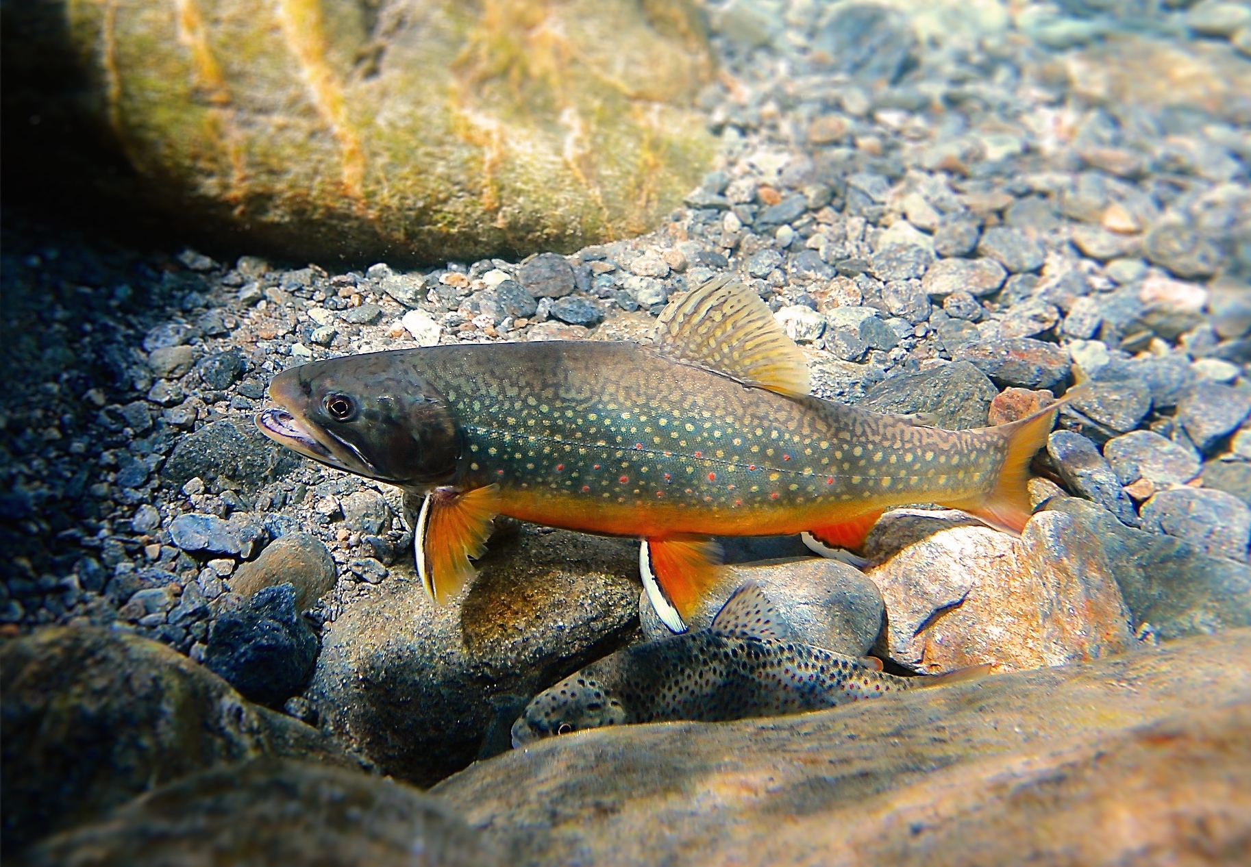 Fishing Swiss Alps / Fly Fishing SwitzerlandFlyfishing | Fishing Swiss