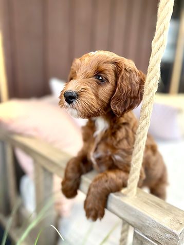 Mini Goldendoodles NW Indiana | Our Puppies
