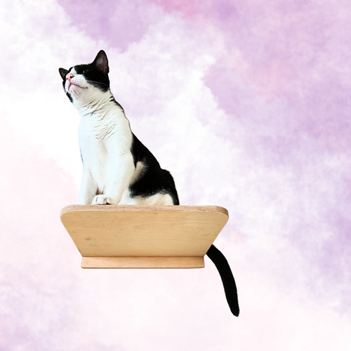 Bracket Cat Shelf for adult cats and kittens | Chota Pakoda