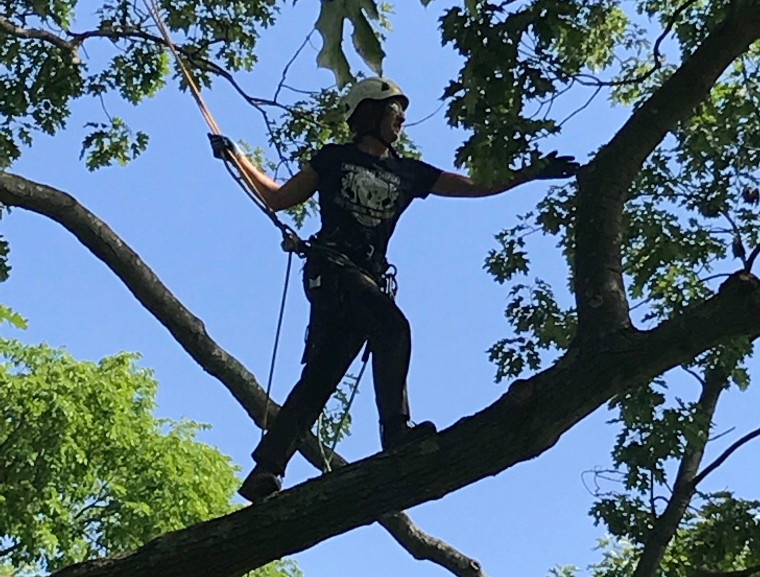 About | Arboriculture