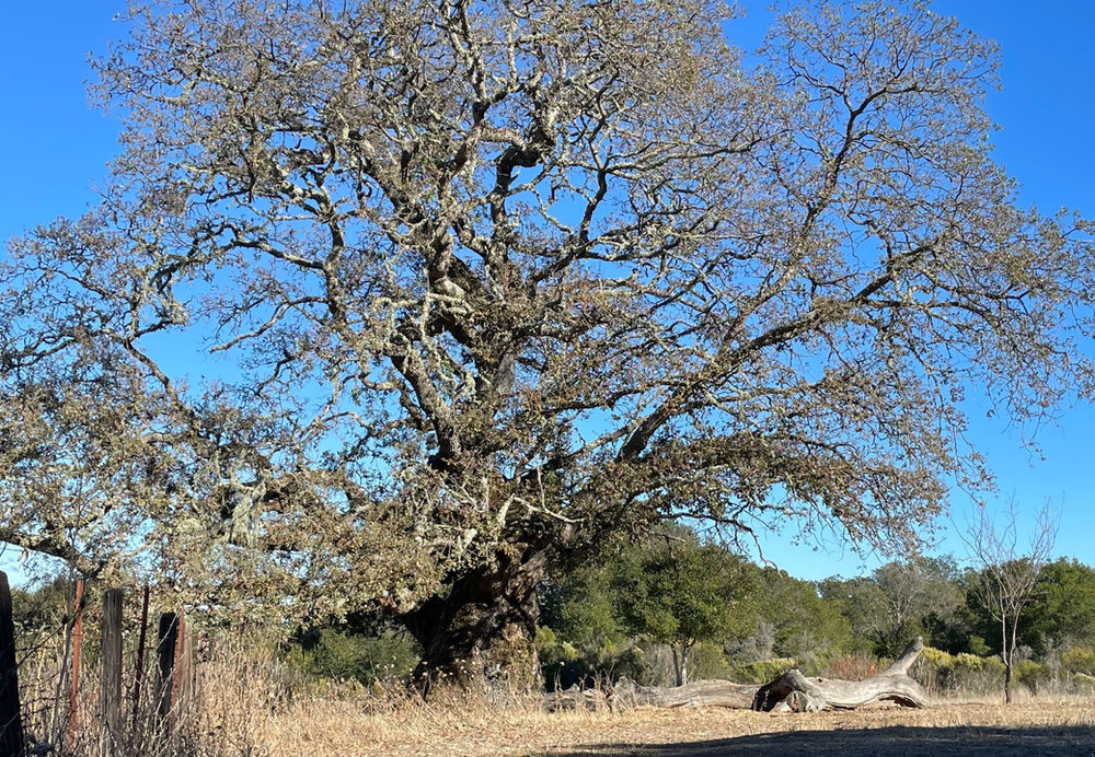 Quercus Lobata – Tree of Life