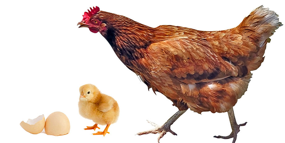 Gallina con pollitos - Imagui