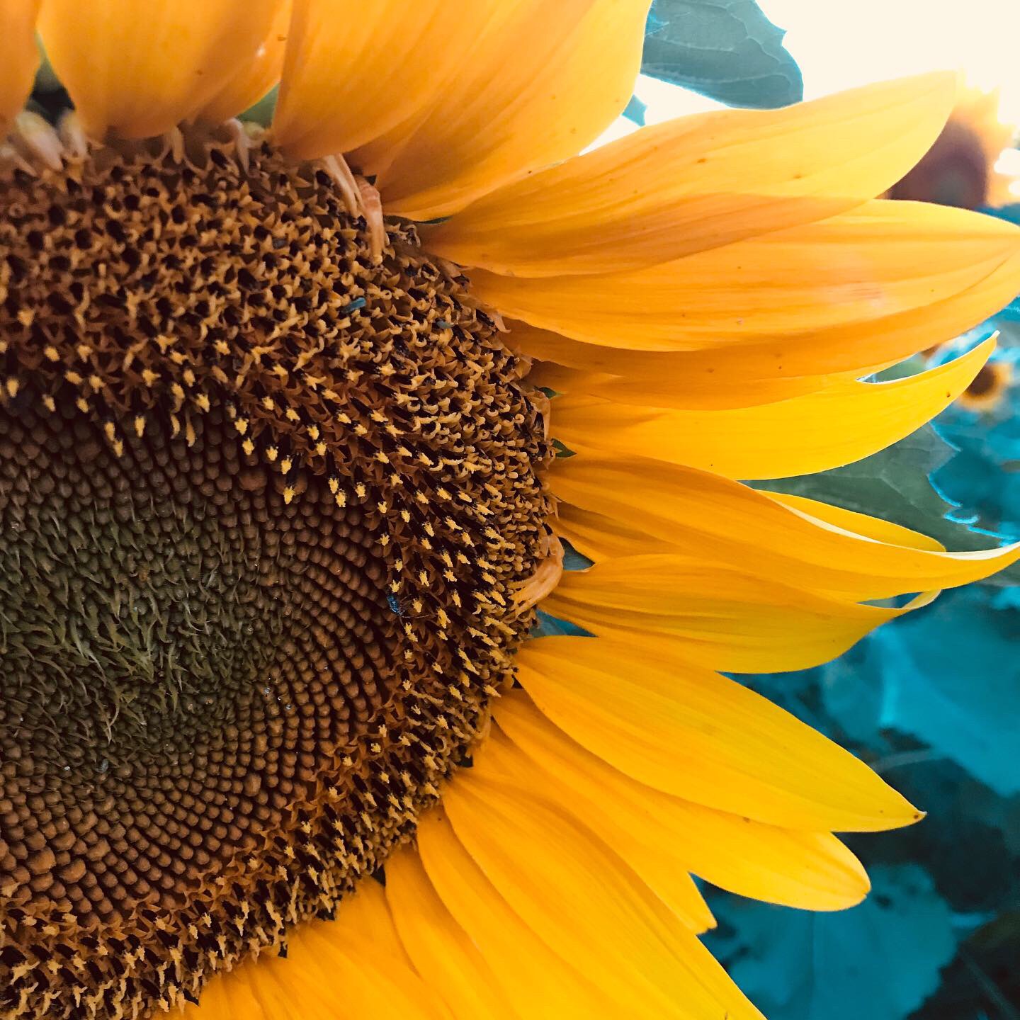 Farm Fresh Market | Laura's Farm Stand Ontario