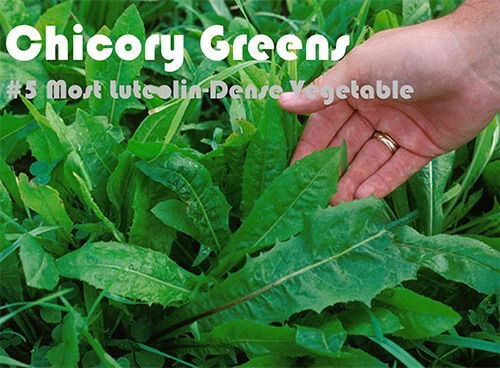 37 Luteolin Rich Foods Ranked by Luteolin Density | Hydration ...