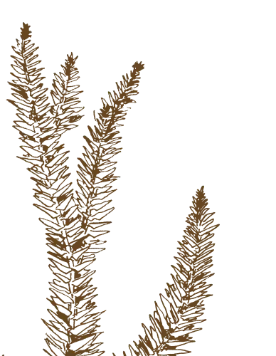 Restaurant in Cabo | Craft Steakhouse with Ocean View