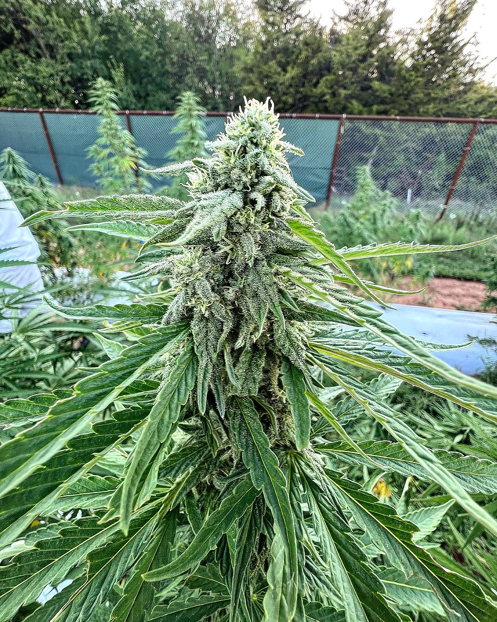 MAC1 SIBERIAN | Landrace Bureau