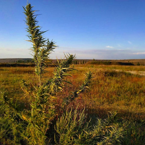 Ukrainian Crimea Hash Plant | Landrace Bureau