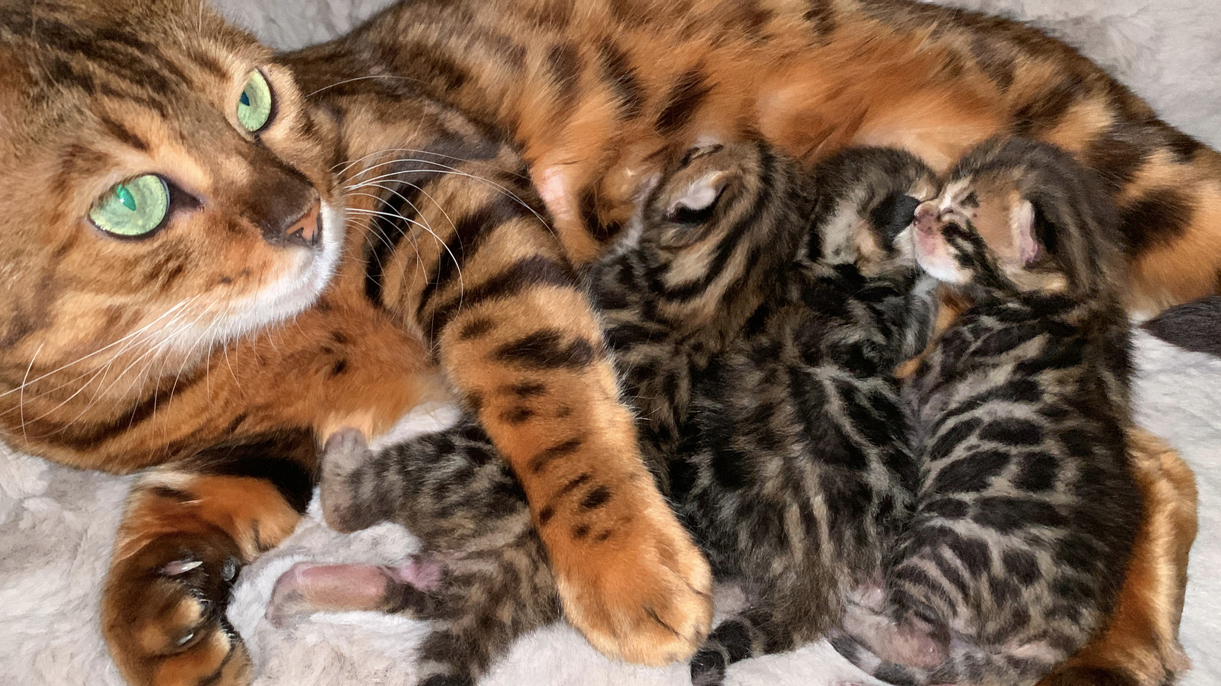 Ruby&Peter 2024 | Authentic Bengal