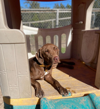 Dog Daycare and Boarding in Austin, TX | Happy Mailman Dog Retreat