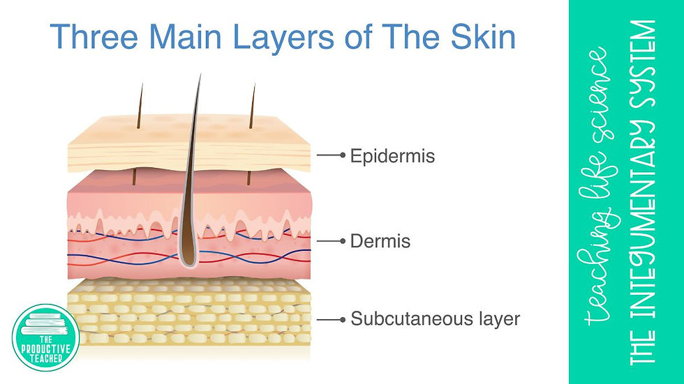The Integumentary System for Middle School Science