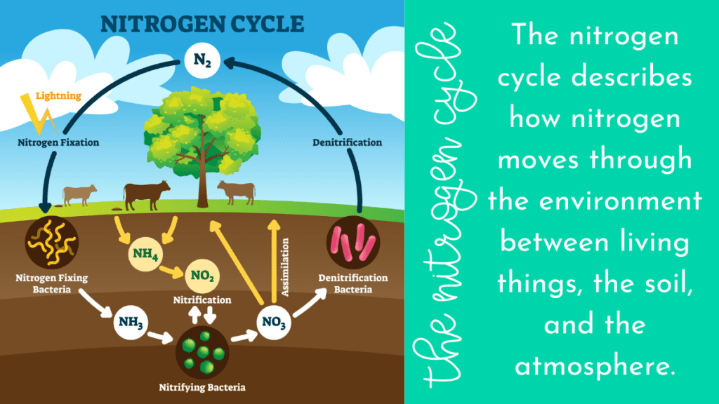 simple nitrogen cycle chart