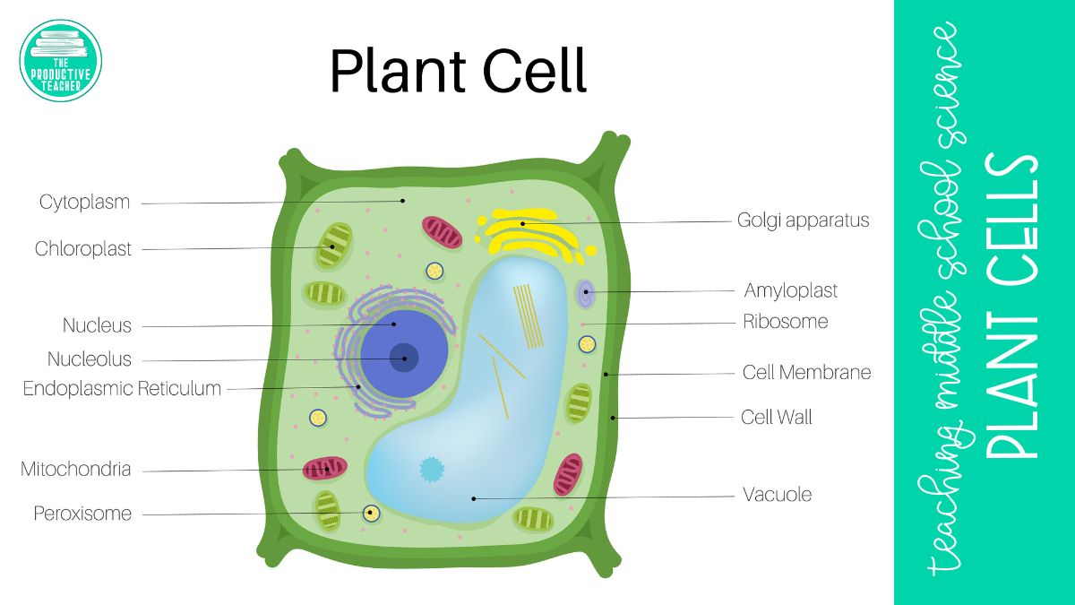 Plant Cells for Middle School Science