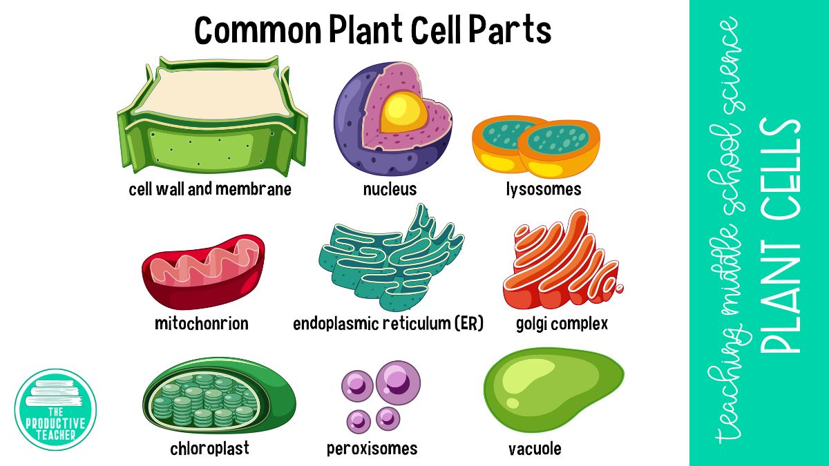 Plant Cells for Middle School Science