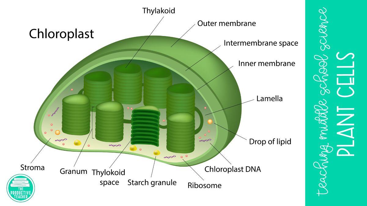 Plant Cells for Middle School Science