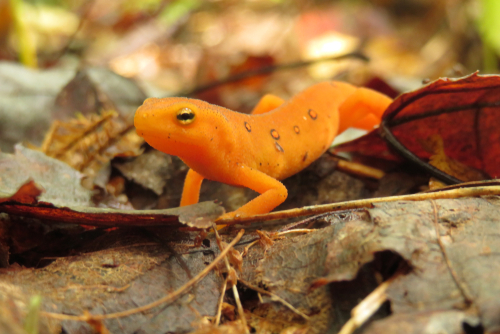 The Temperate Forest Biome for Middle School Science