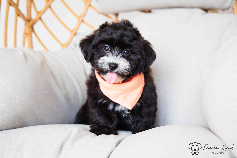 Havanese, Morkie and Maltipoo Puppies | Paradise Kennel Inc