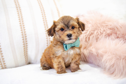 Lance (Havanese) Adopted by Anita Puddester | Paradise Kennel Inc