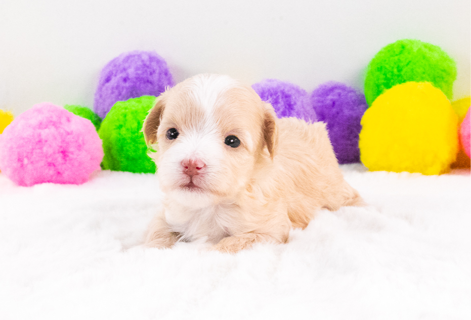 Paradise Kennel Inc. | Reputable Havanese, Maltipoo & Morkie Dog ...