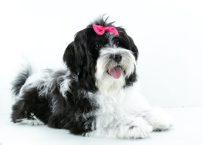 Paradise Kennel Inc. | Reputable Dog Breeder | Havanese & Morkie ...