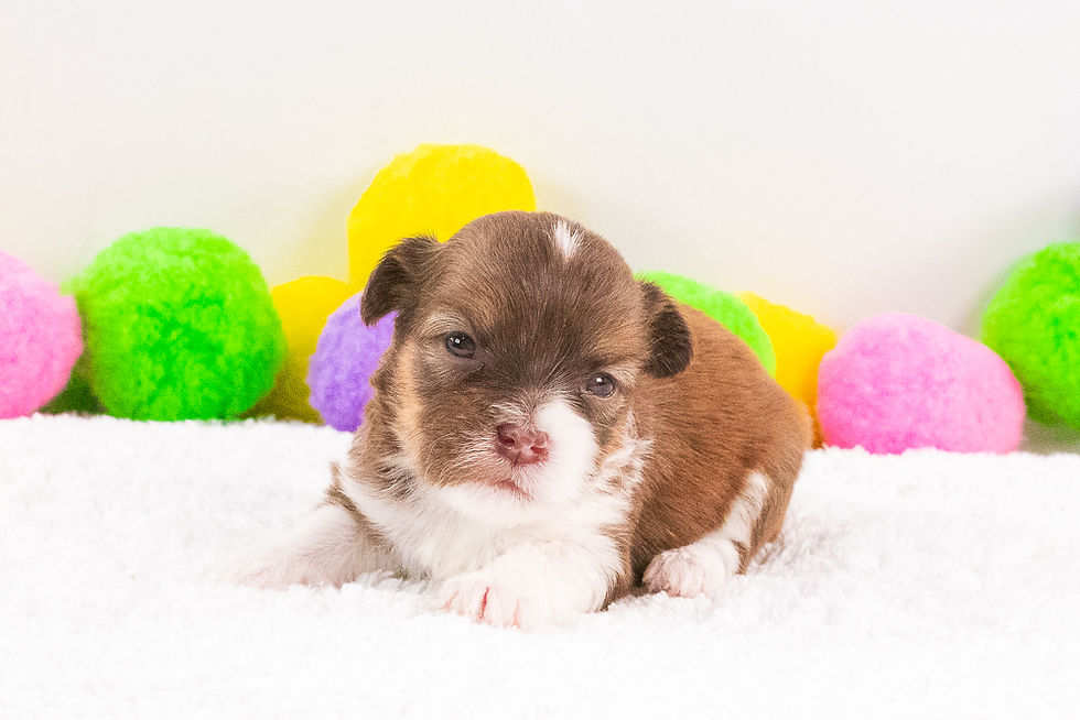 Paradise Kennel Inc. | Reputable Havanese, Maltipoo & Morkie Dog ...