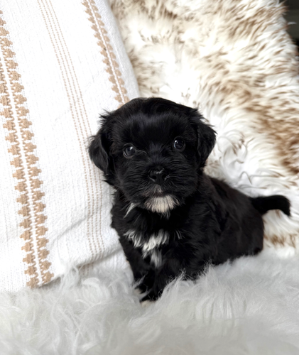 Tim (Havanese) Adopted by Natalie Caron (QC) | Paradise Kennel Inc