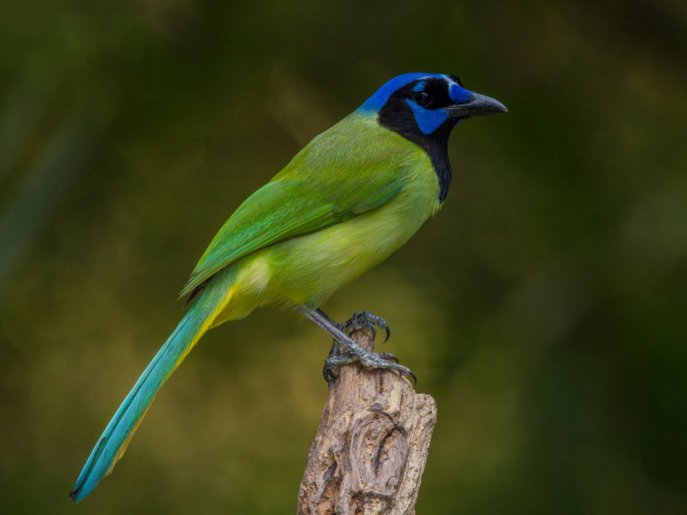 Birding The Rio Grande Valley