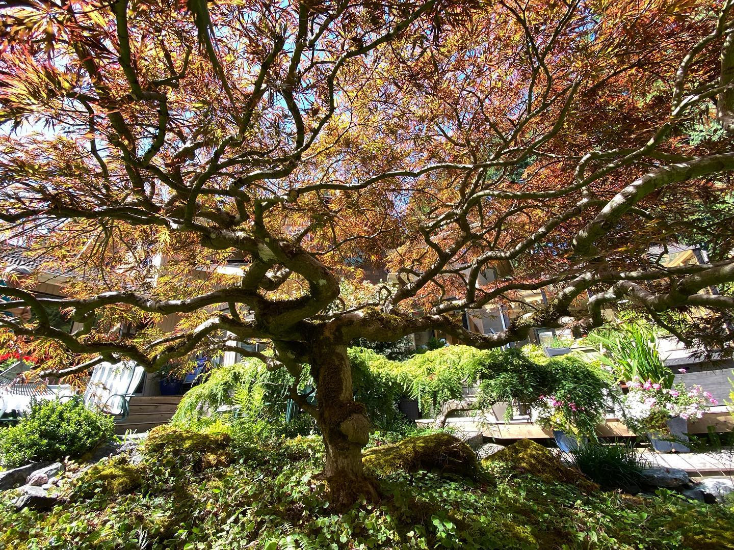 Japanese Maple Shaping | Bliss Garden Concepts | Gig Harbor