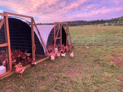 Chicken - Deposit | farmersgate