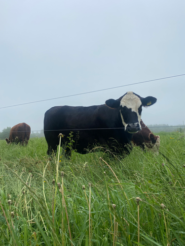 50 lb Beef Butcher Pack - Deposit | farmersgate