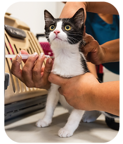 TNR Education and Training | Stray Paws Animal Haven | South El Monte
