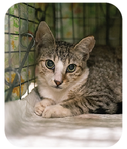 TNR Education and Training | Stray Paws Animal Haven | South El Monte