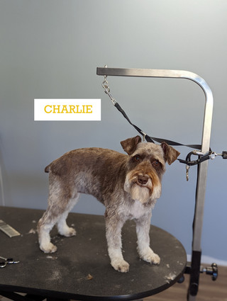 Gallery | Luxe Hound