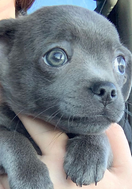 Amazon | Pet Products We Recommend 2020