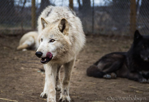 Home | Midwestern Wolfdogs/Hybrids