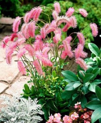Japanese Burnet (Sanguisorba obtusa) | Lakeside Nursery
