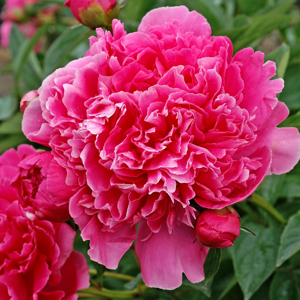 Planting Bare Root Peonies