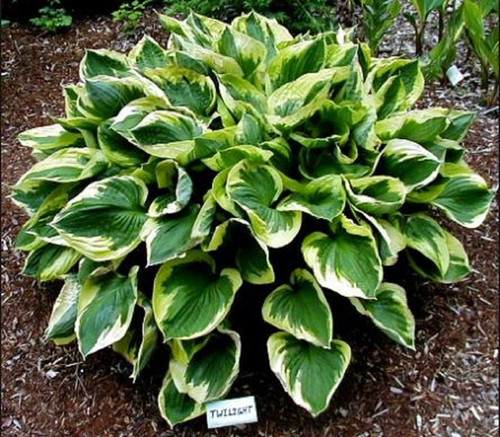 Hosta ‘Twilight’ | Lakeside Nursery