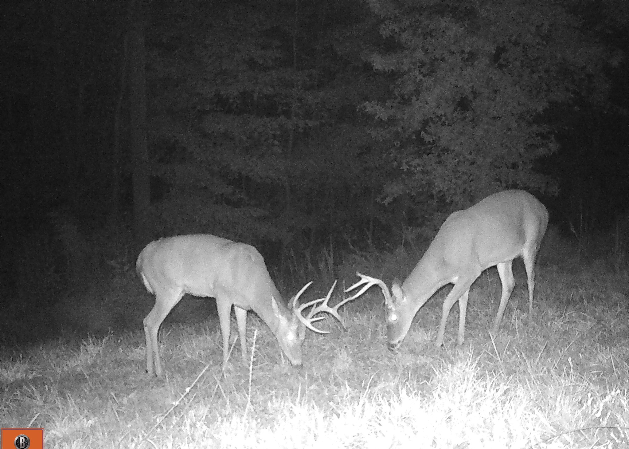 BRIAR CREEK FARM | RUFFIN, NC | TRAIL CAM