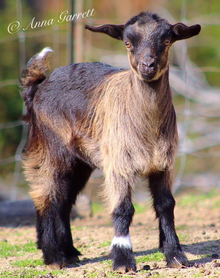Myotonic Goat