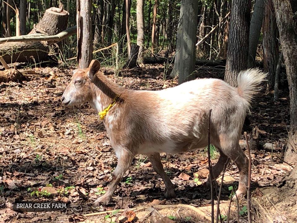 Myotonic Goat
