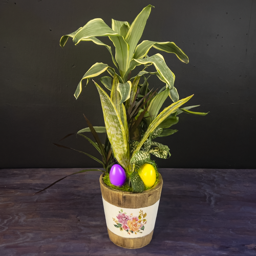 Hoppy Together Plant Combo | bloombudz