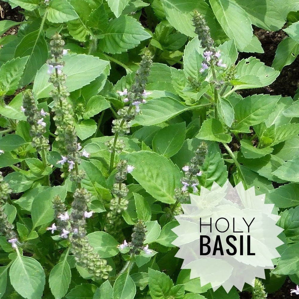 Holy Basil - Tulsi