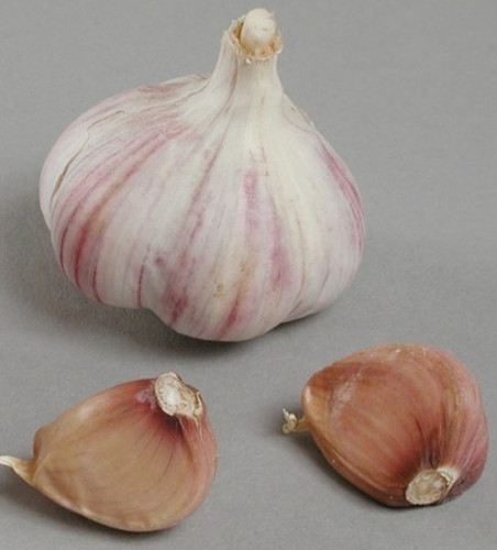 Gourmet Garlic Culinary Sampler | Northernlightsgarlic