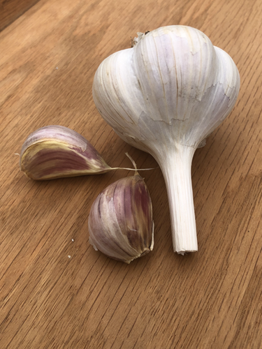 Georgian Fire | Northernlightsgarlic