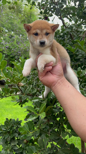 Shiba Inu’s Hembra | Goldendoodle Mexico