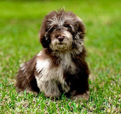GoldenDoodle Mini Chocolate Macho | Goldendoodle Mexico